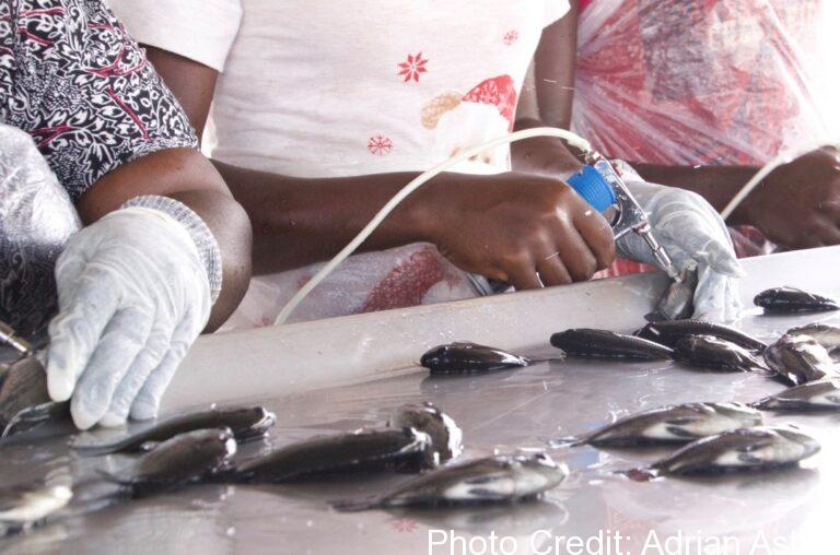 Understanding Fish Vaccination | AquaVet Solutions